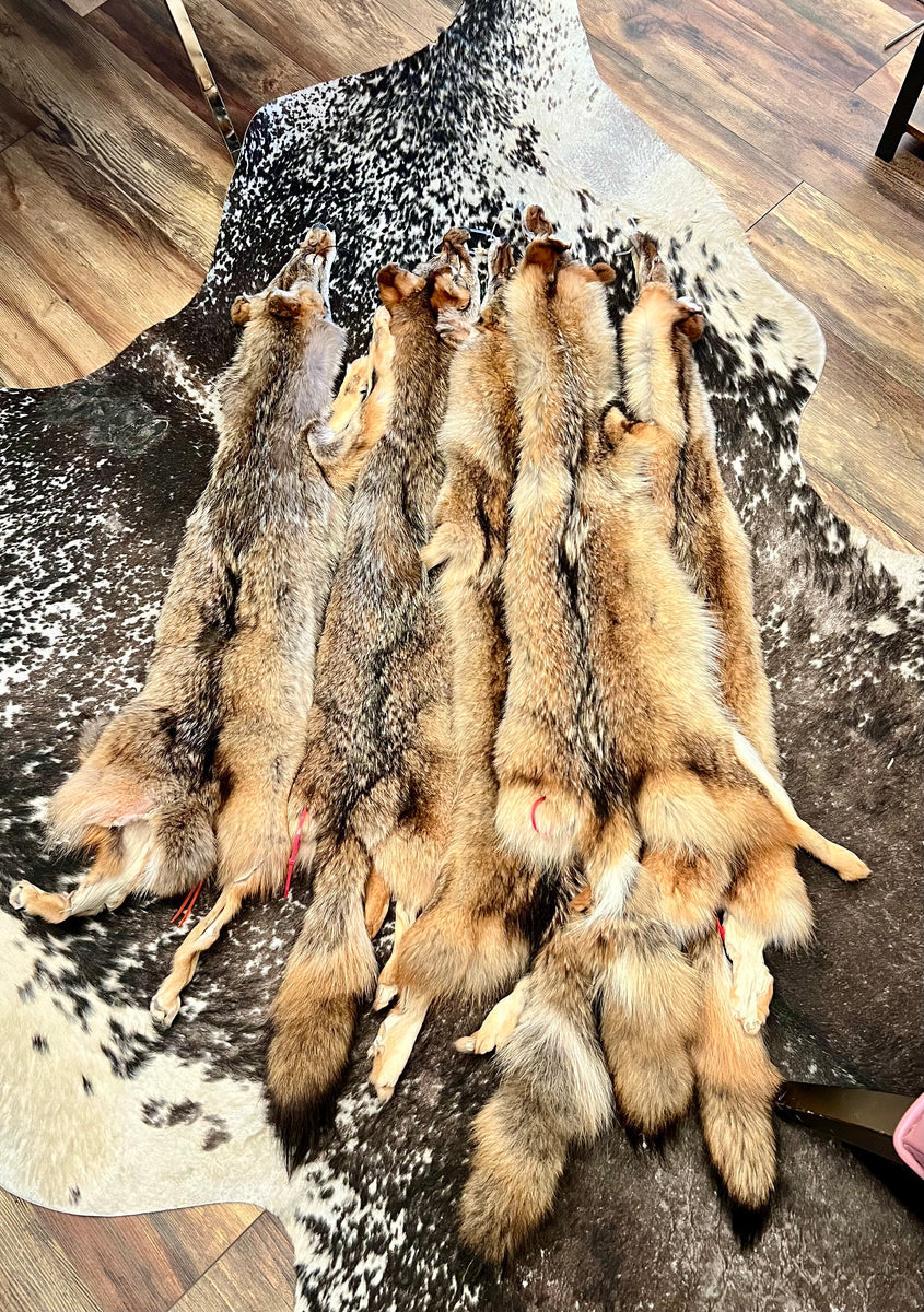 Coyote Pelts – Triple J Western Shop